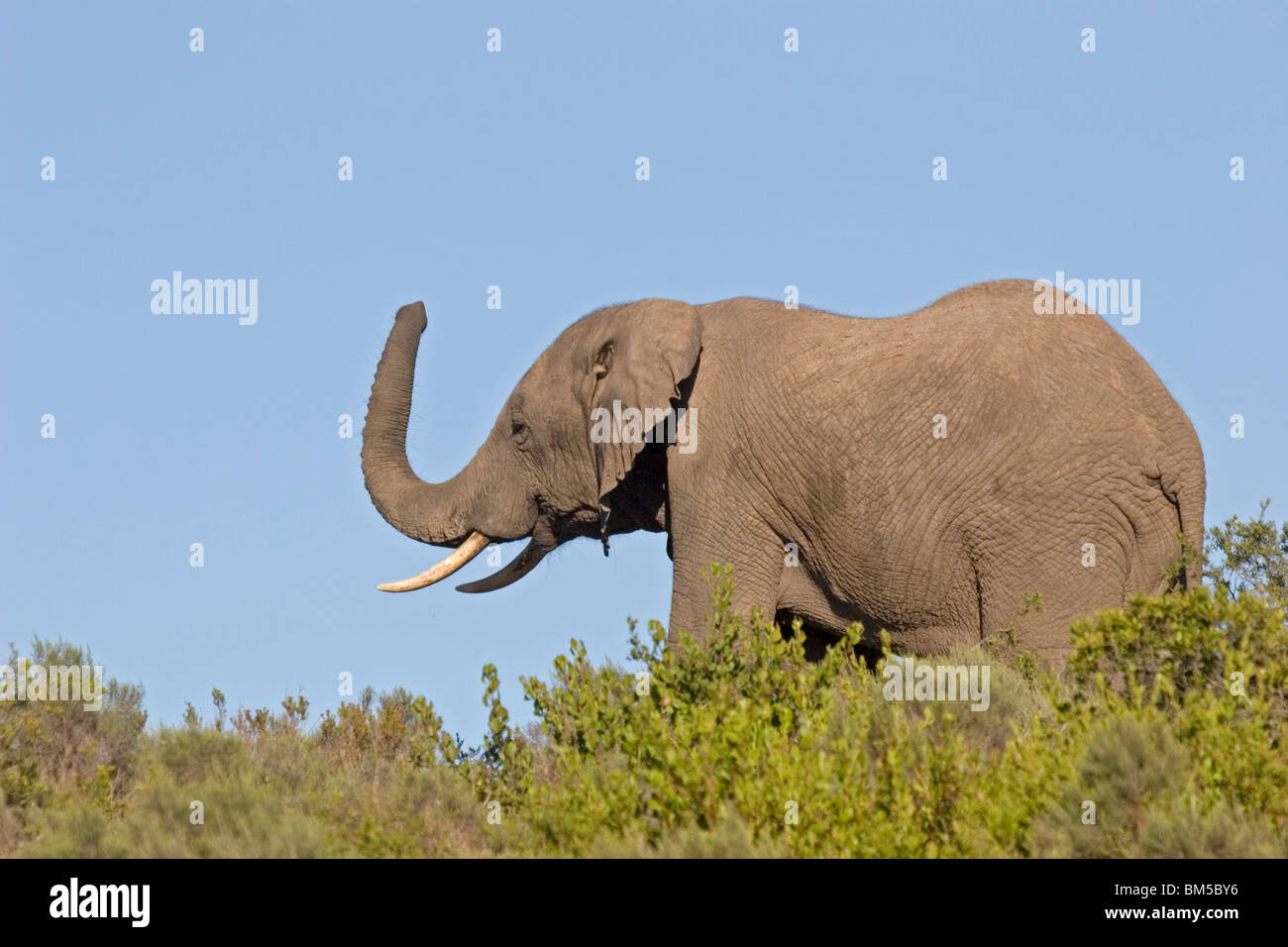 African elephant with blue sky, South Africa / Loxodonta africana Stock ...
