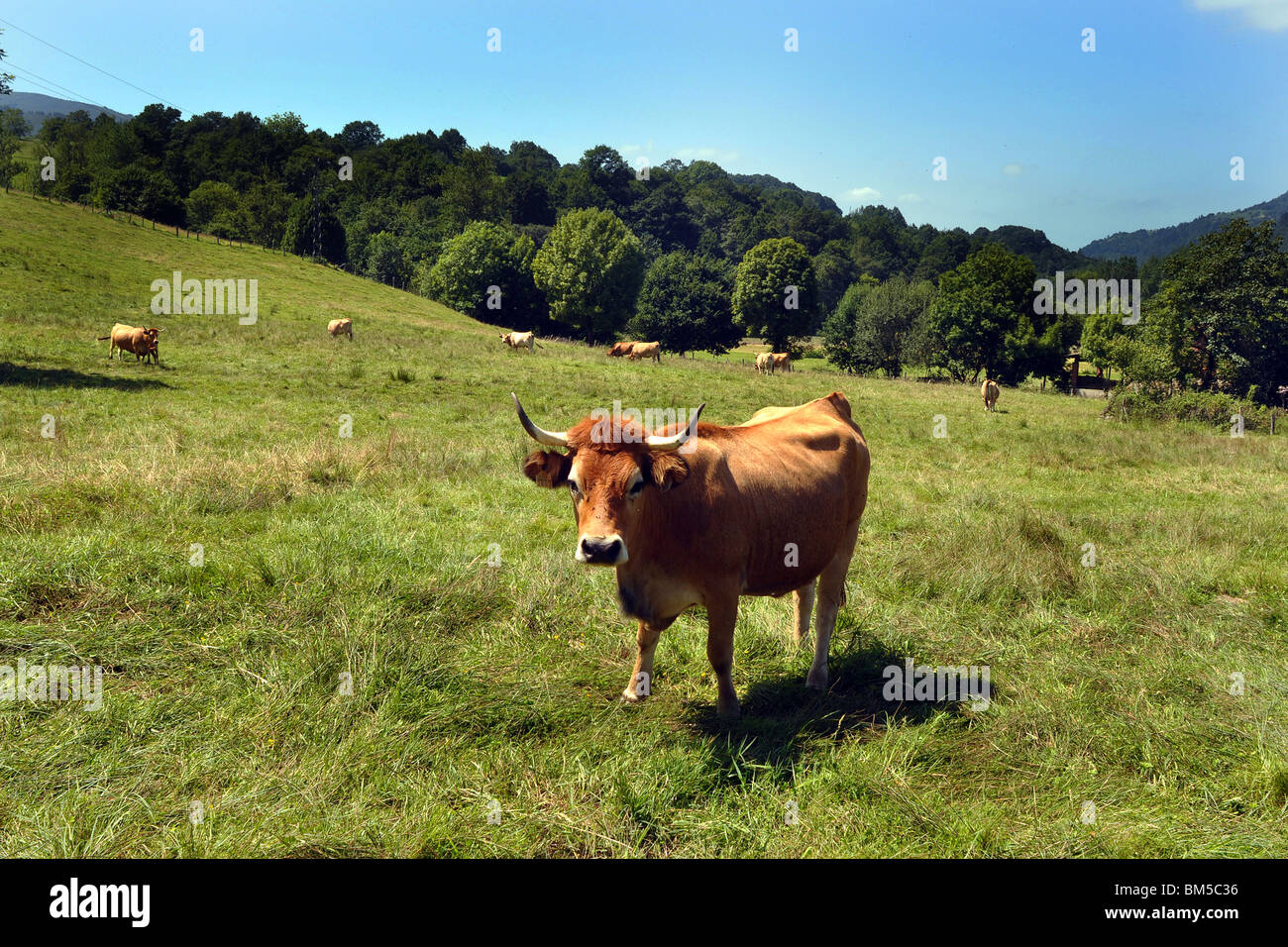 Dairy cow on rich pasture land, Picos de Europa, Asturias, Northern ...