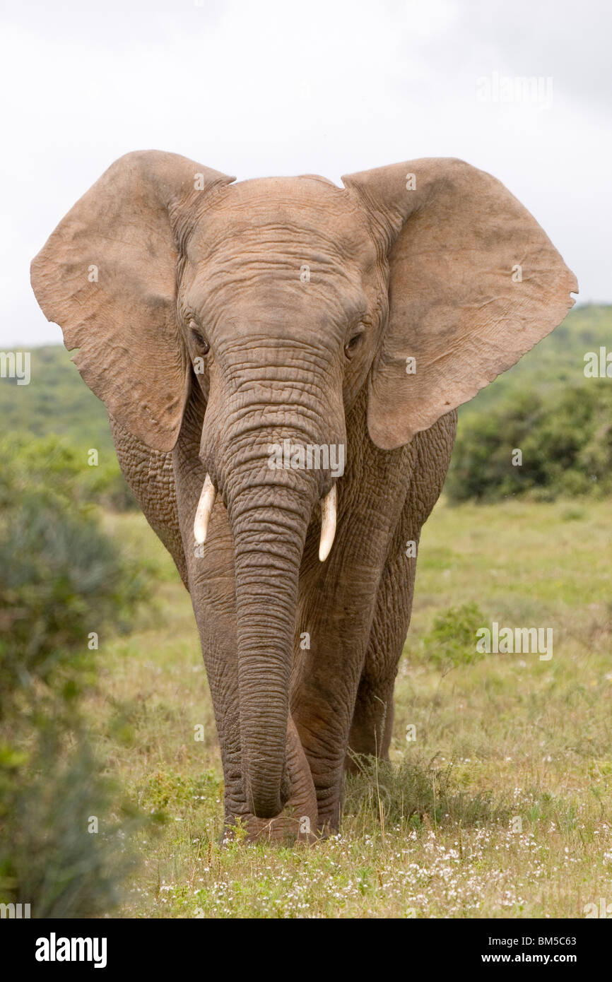Elefante de africa hi-res stock photography and images - Alamy