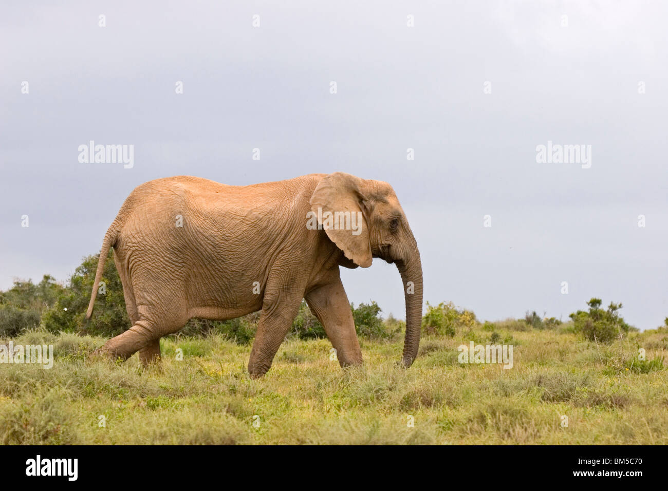 African sabana landscape hi-res stock photography and images - Alamy