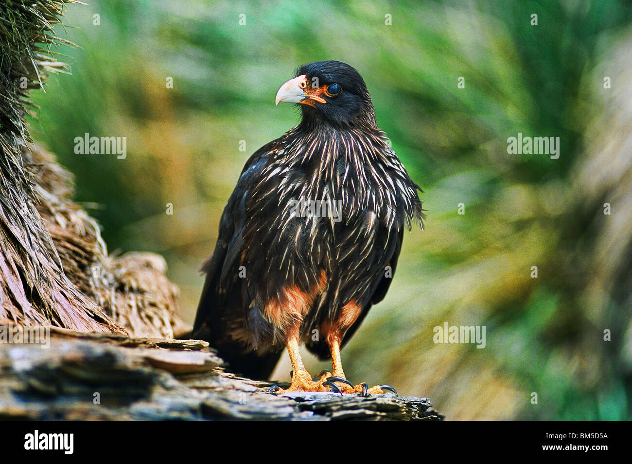 Striated Caracara bird Stock Photo - Alamy