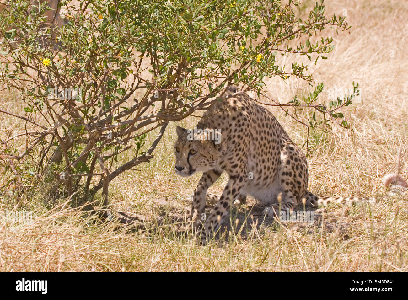 Cheetah under a tree hi-res stock photography and images - Alamy