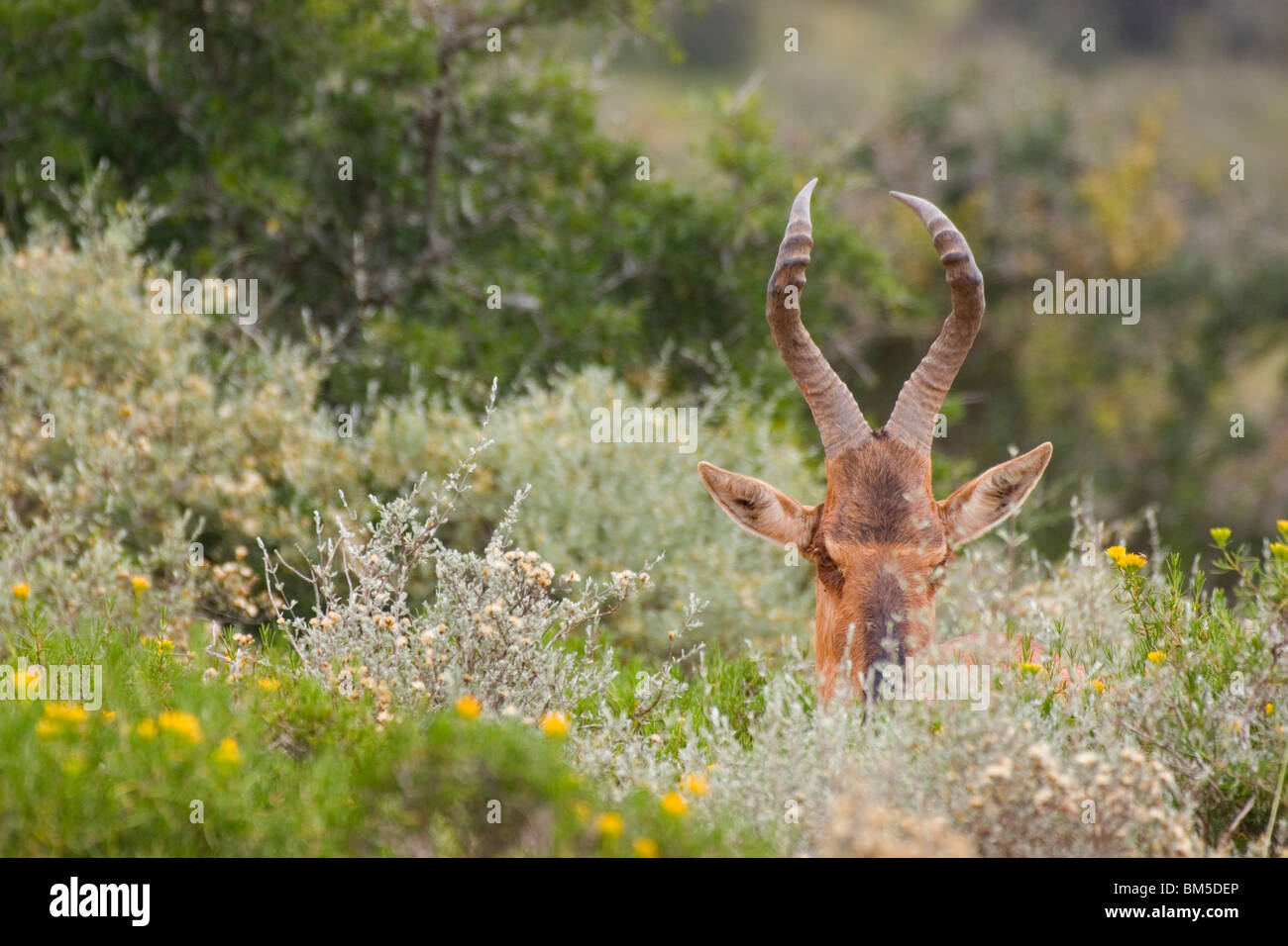 Red hartebeest, South Africa / Alcelaphus buselaphus Stock Photo - Alamy