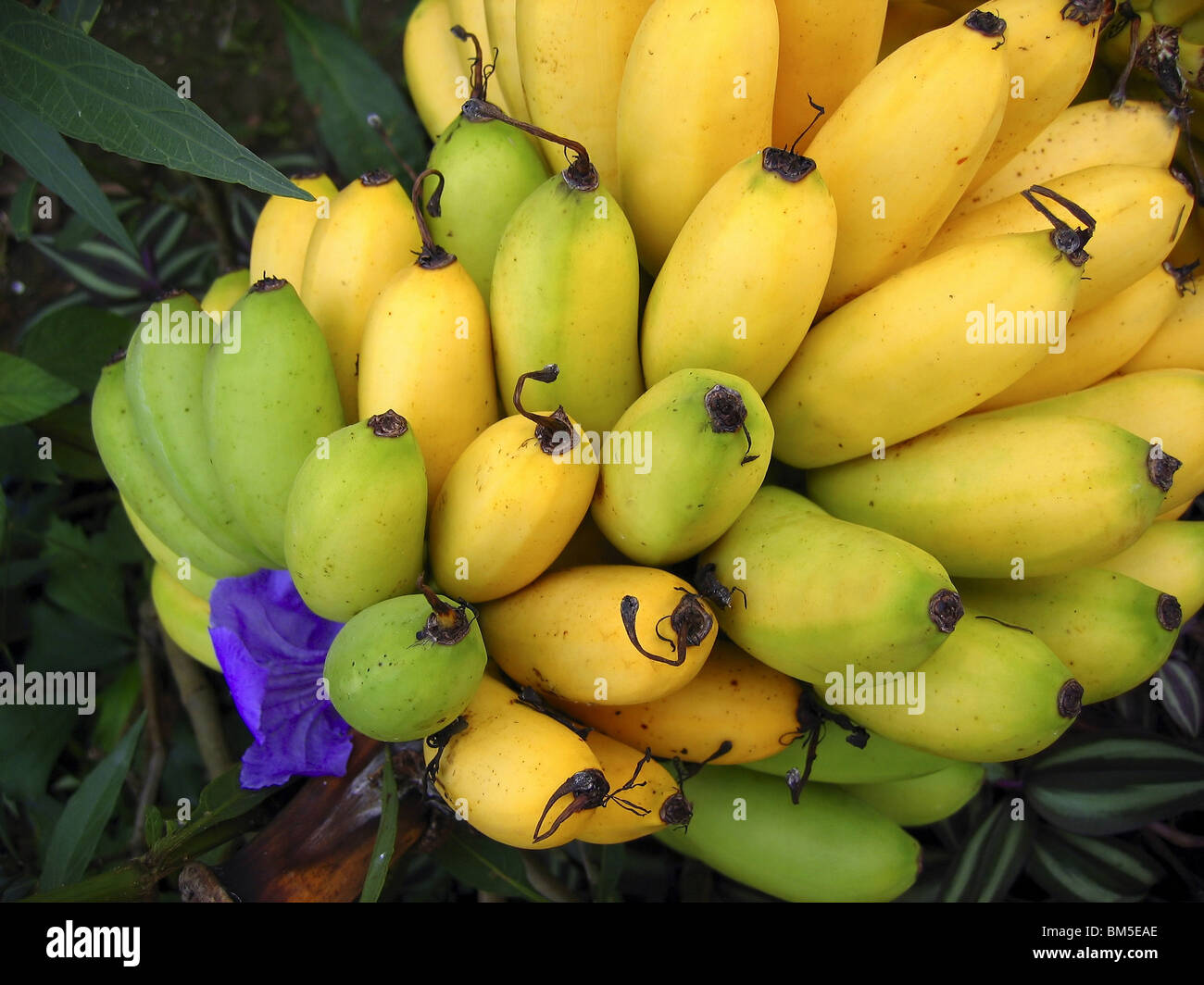 banana fruits branch yellow over green bananas Stock Photo - Alamy