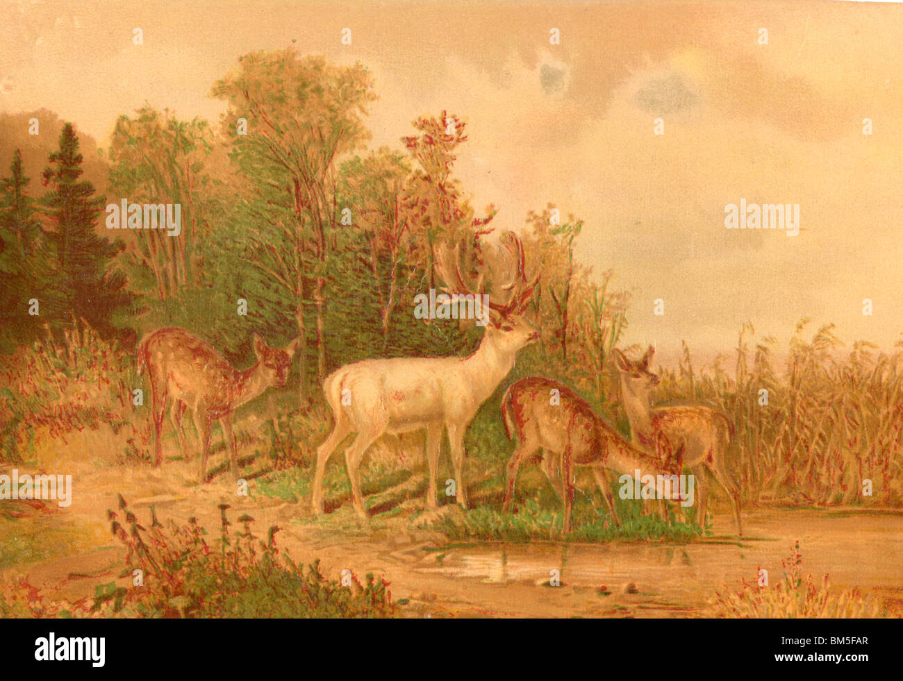 Deer in the Meadows Stock Photo - Alamy