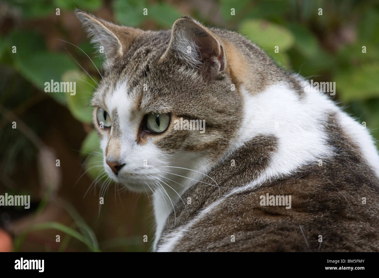 Back of a cats head hi-res stock photography and images - Alamy