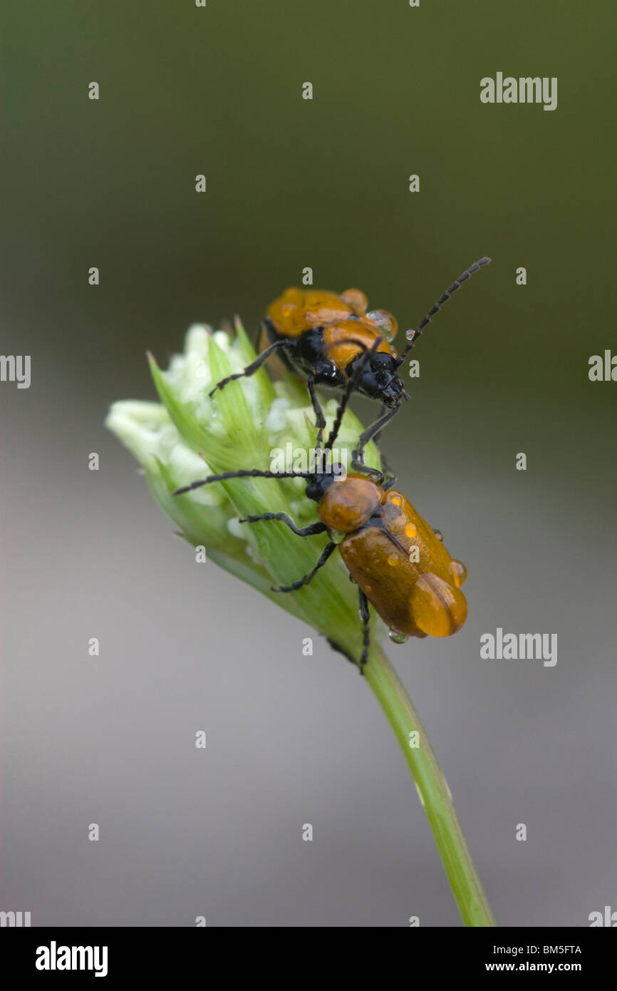 Outdoor pearls and insects hi-res stock photography and images - Alamy