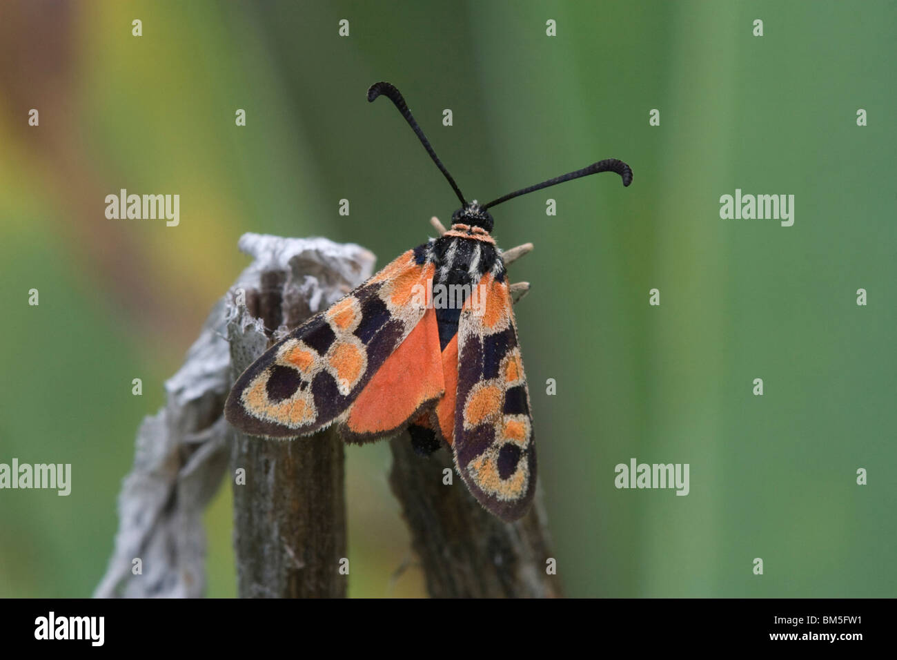 Back view of moth hi-res stock photography and images - Alamy