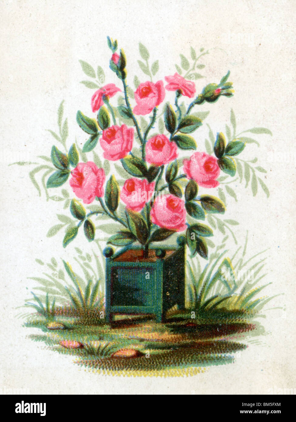 Pink Rose Bush Stock Photo - Alamy