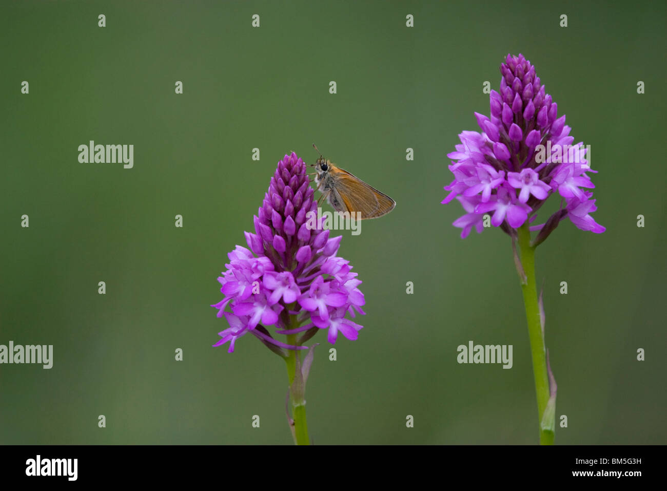 Lateral view of skipper butterfly hi-res stock photography and images ...