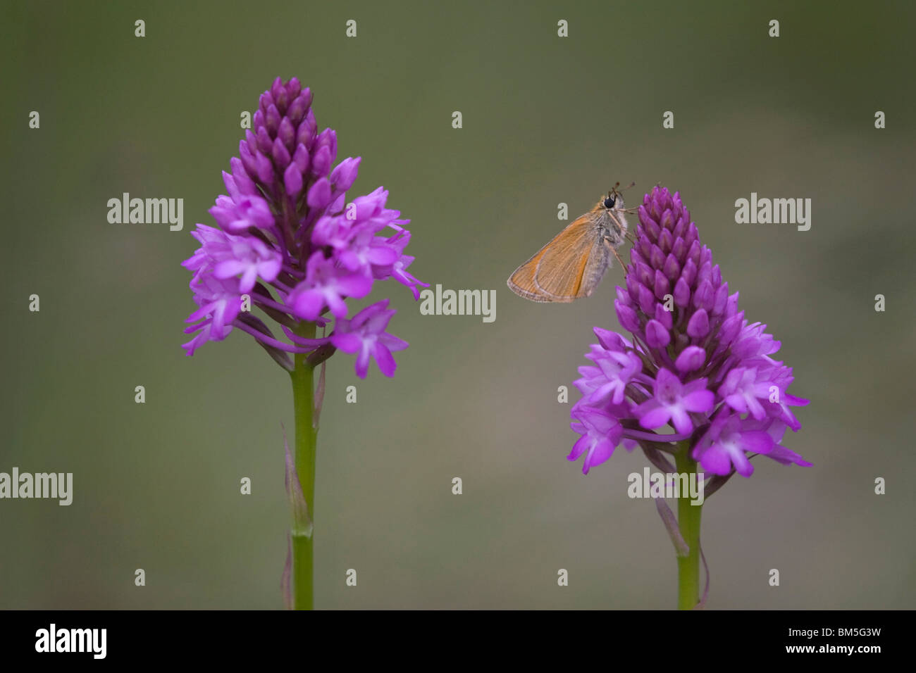 Lateral view of skipper butterfly hi-res stock photography and images ...