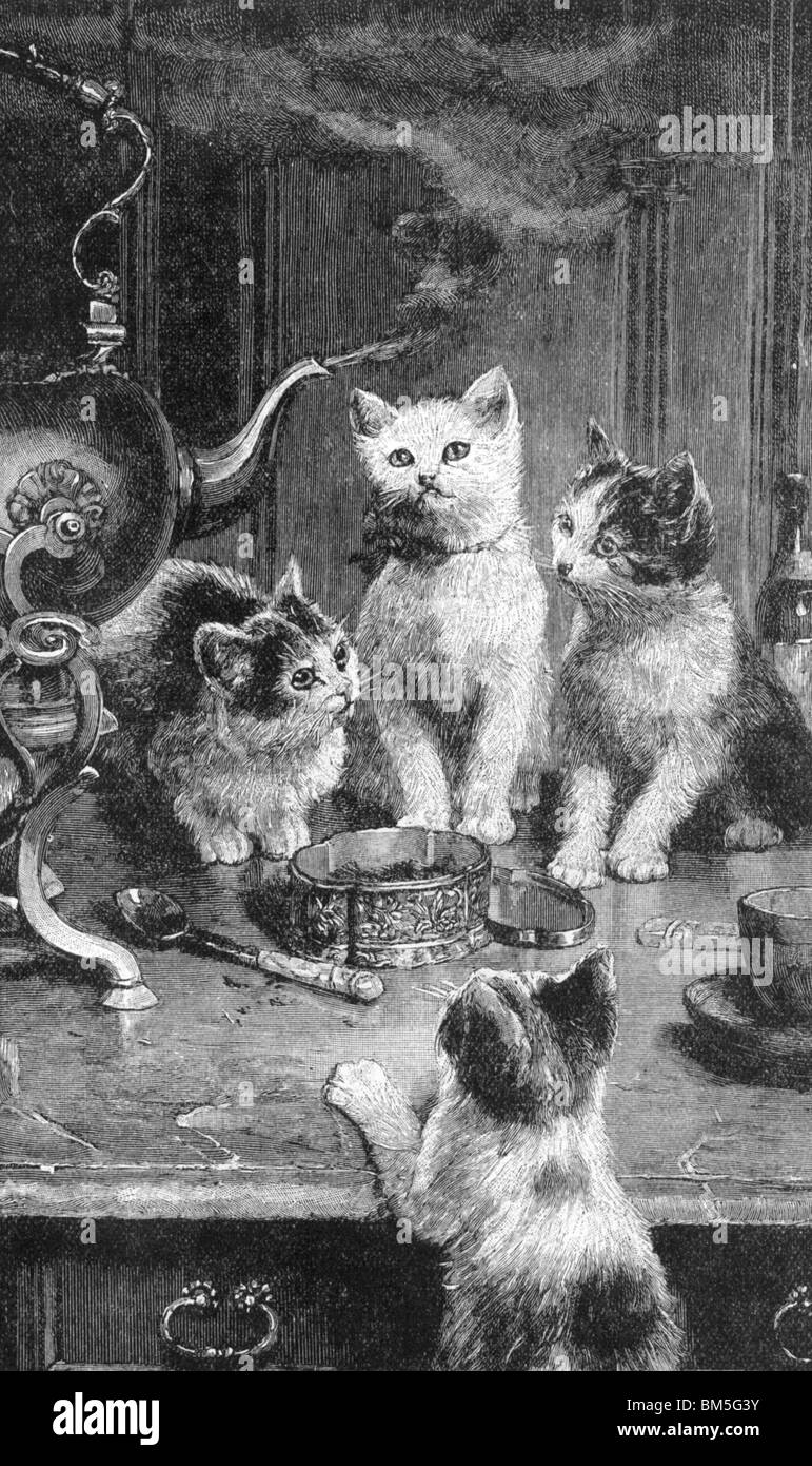 Cat boil hi-res stock photography and images - Alamy