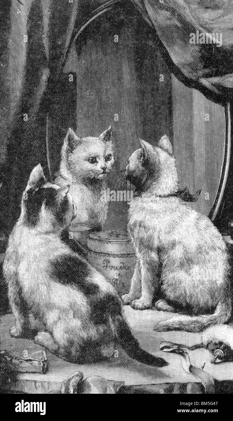 Cats Looking in the Mirror Stock Photo - Alamy