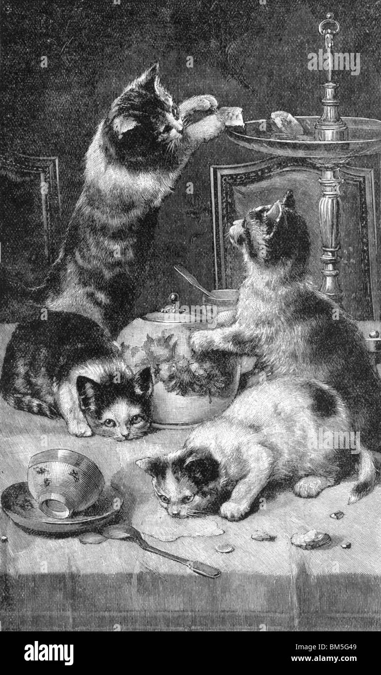 Cats Eating the Afternoon Tea Stock Photo - Alamy