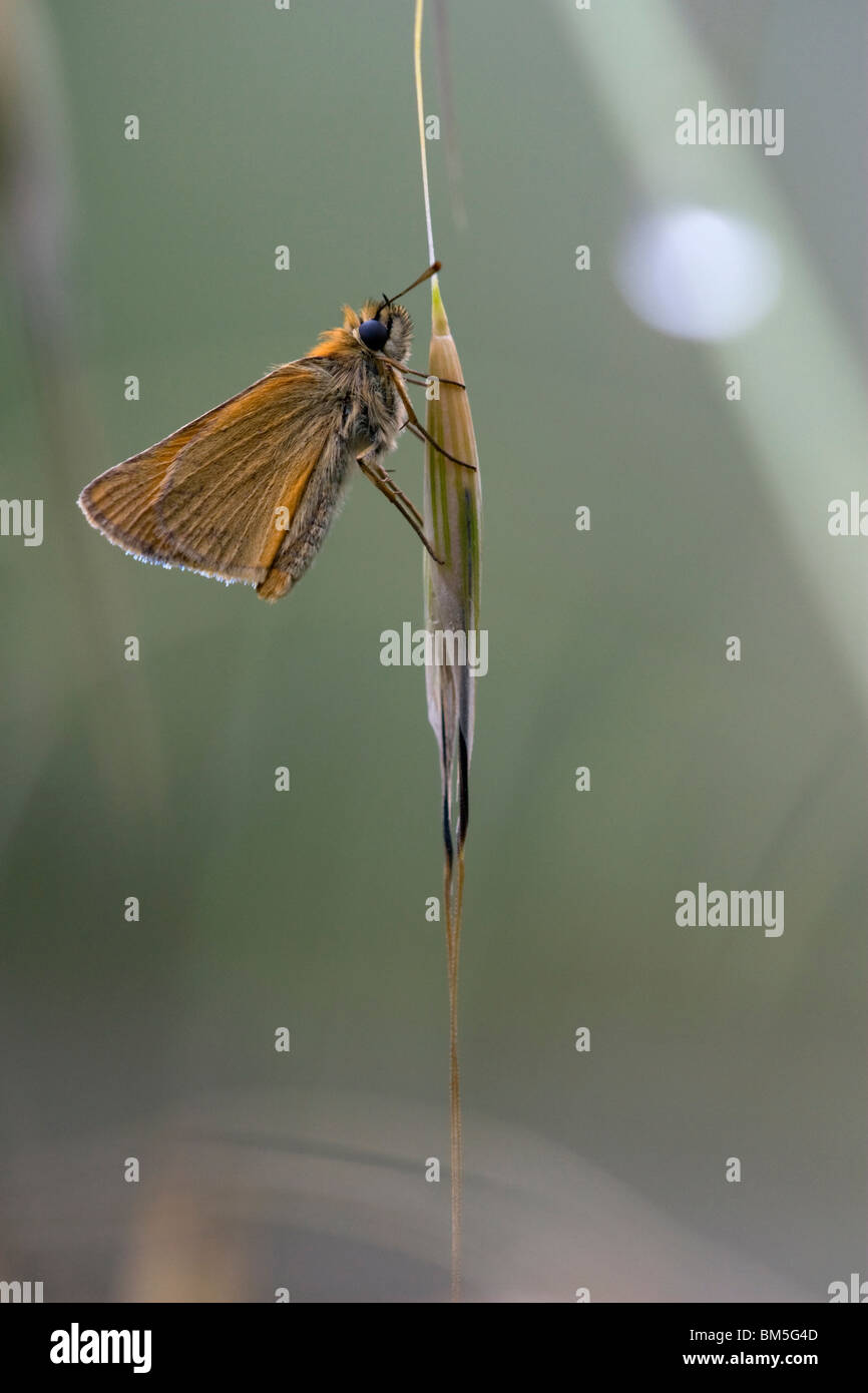 Lateral view of skipper butterfly hi-res stock photography and images ...