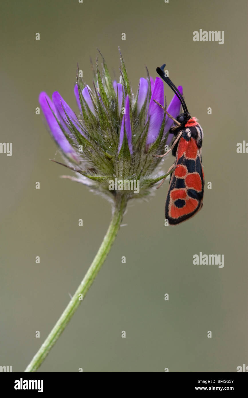 Moths 1 One Single Vertical High Resolution Stock Photography and ...