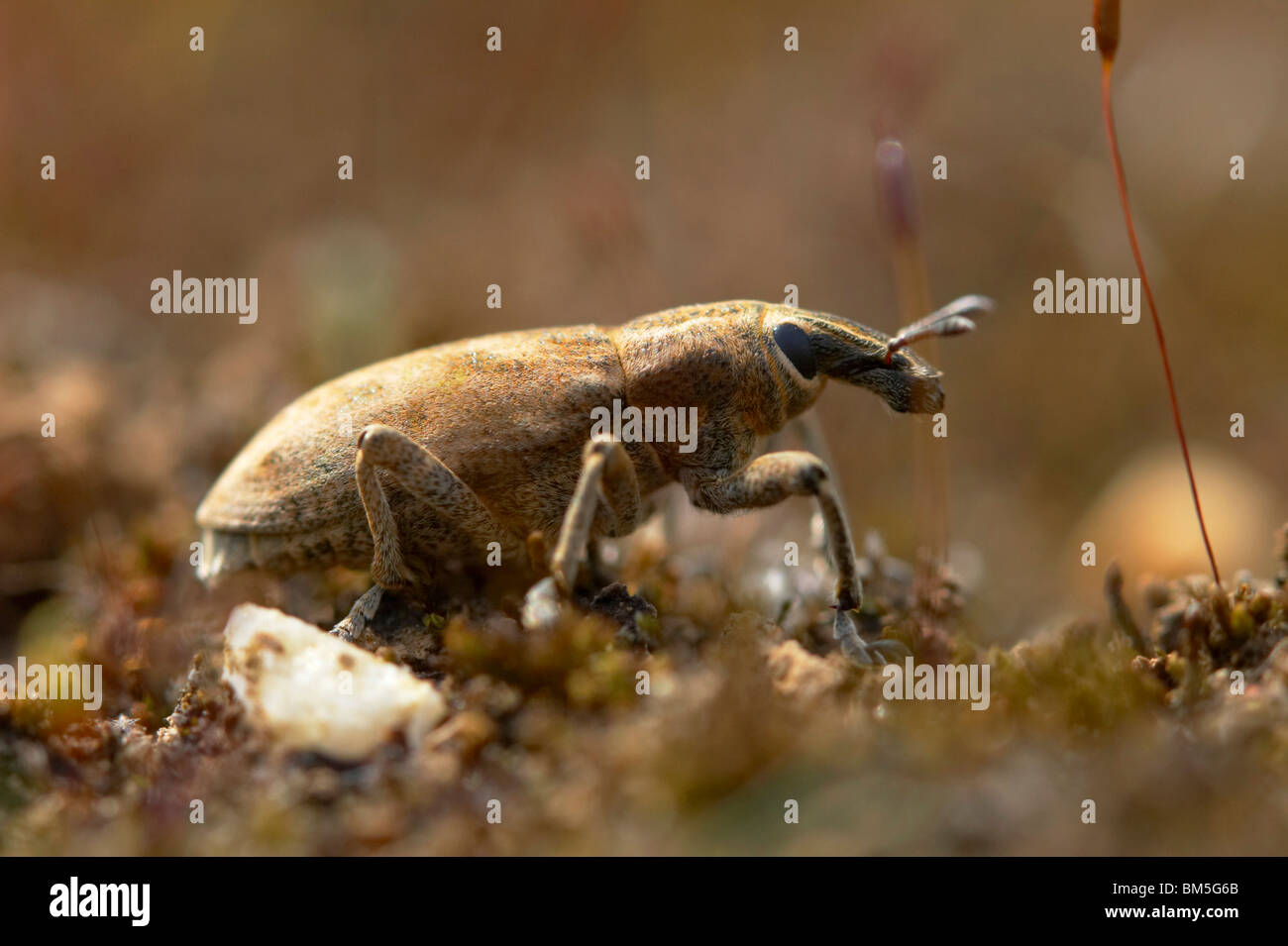 Weevil side profile hi-res stock photography and images - Alamy
