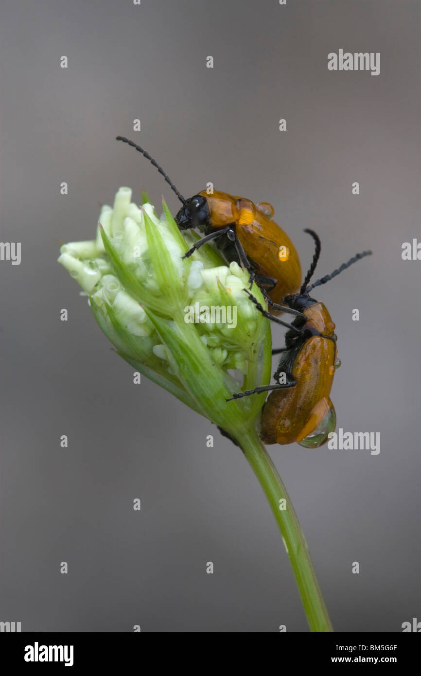 Outdoor pearls and insects hi-res stock photography and images - Alamy