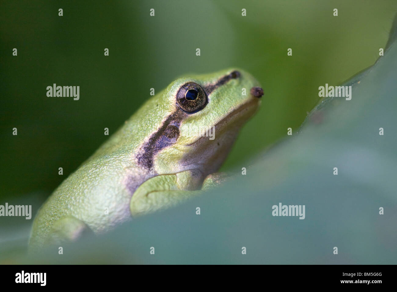 Stripeless tree frogs hi-res stock photography and images - Alamy