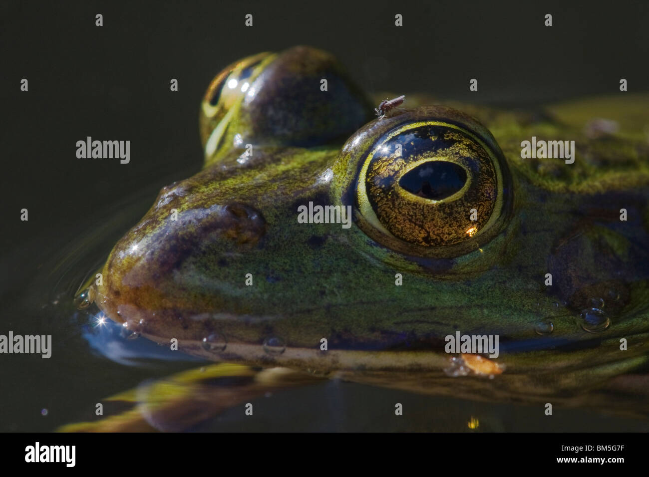 Water Bathing Frog High Resolution Stock Photography and Images - Alamy