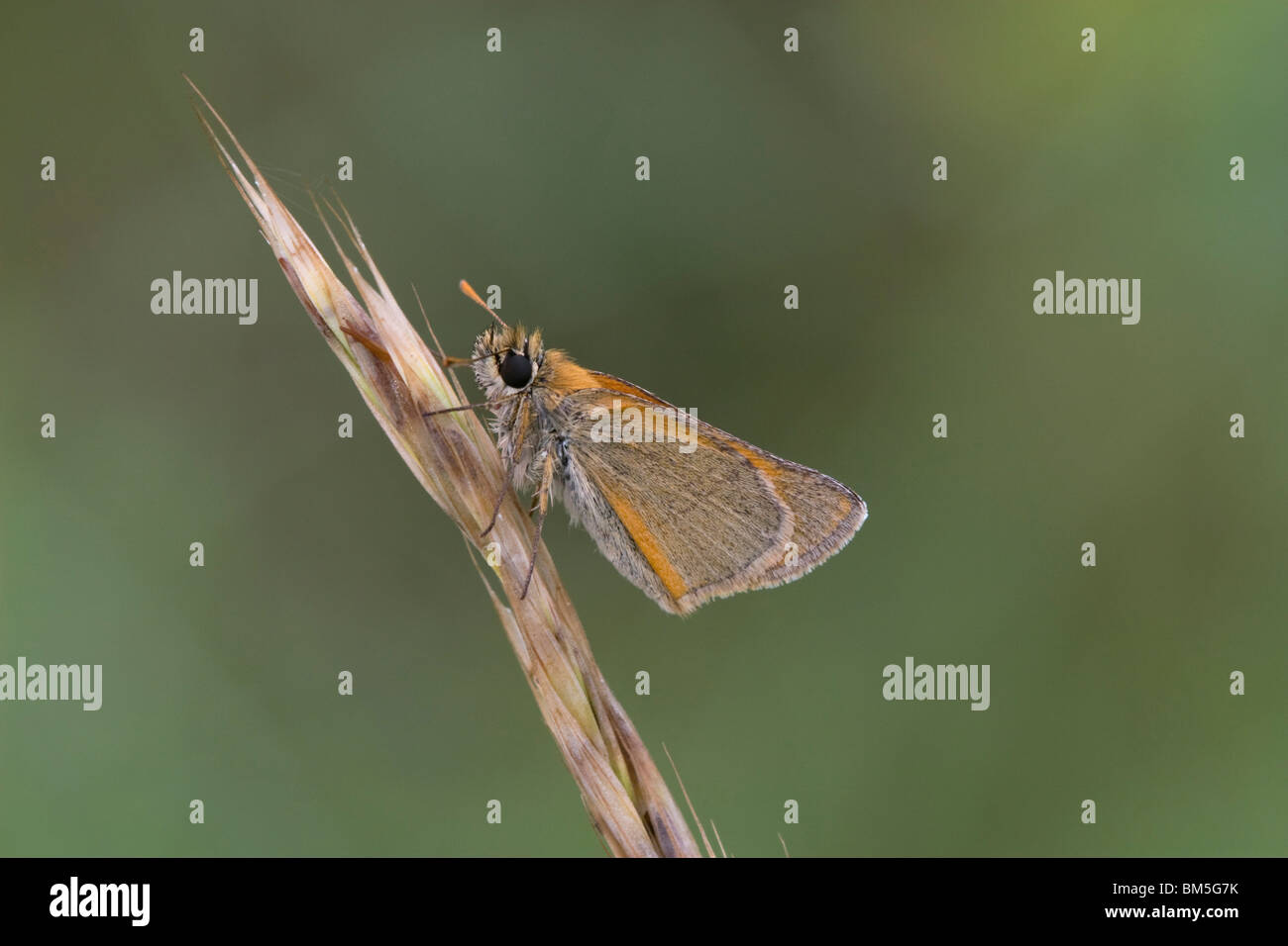 Lateral view of skipper butterfly hi-res stock photography and images ...