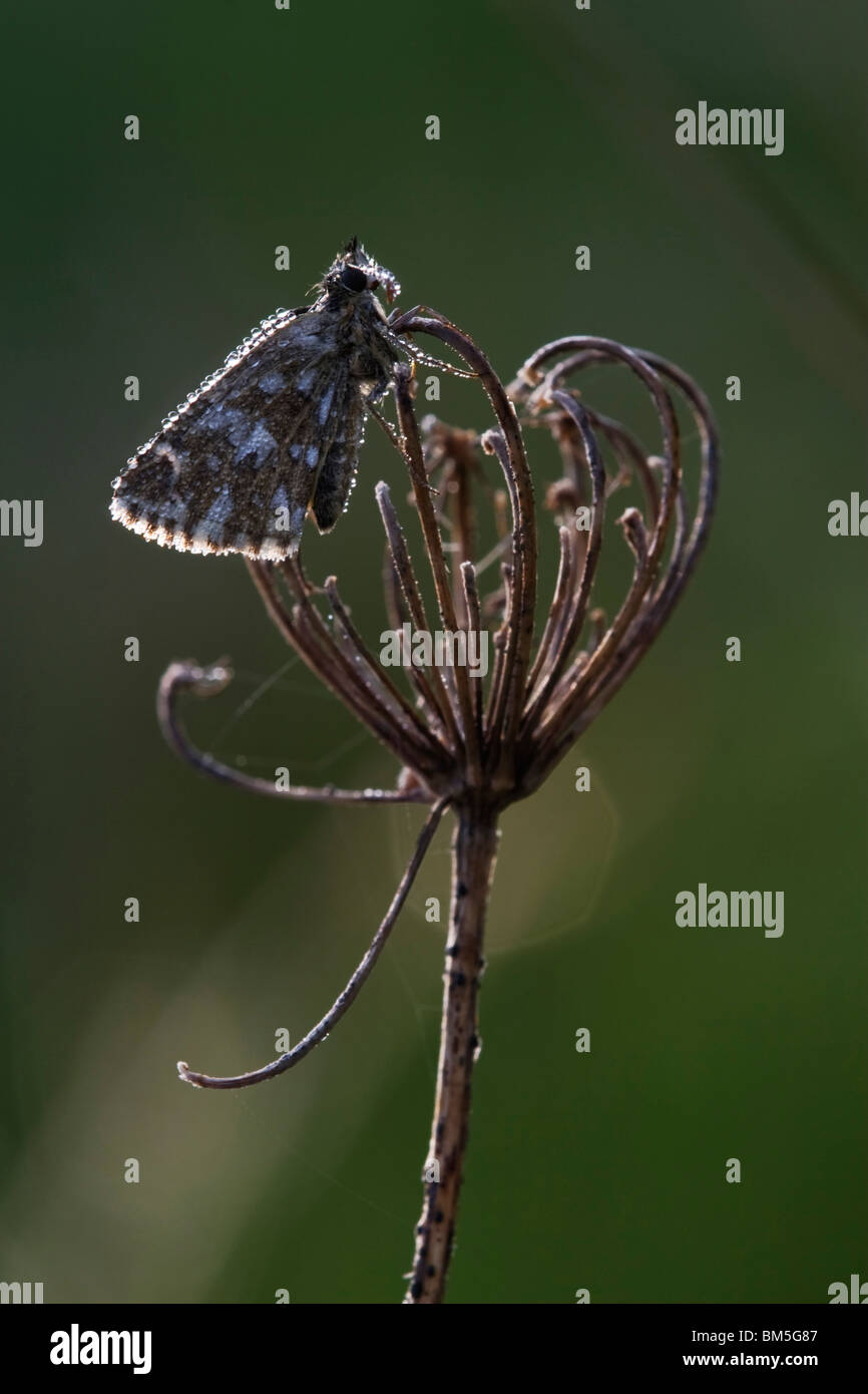 Lateral view of skipper butterfly hi-res stock photography and images ...