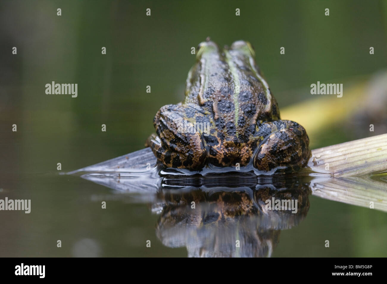 Reed frogs hi-res stock photography and images - Alamy