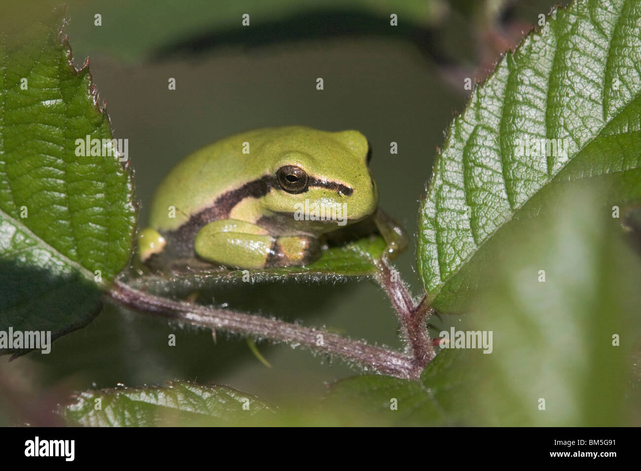 Stripeless tree frogs hi-res stock photography and images - Alamy