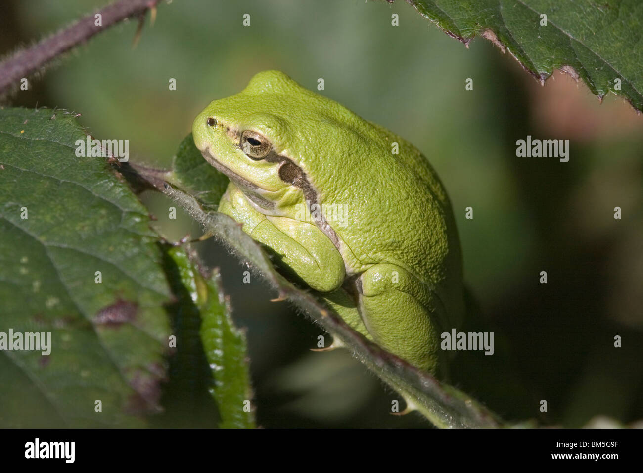 Stripeless tree frogs hi-res stock photography and images - Alamy