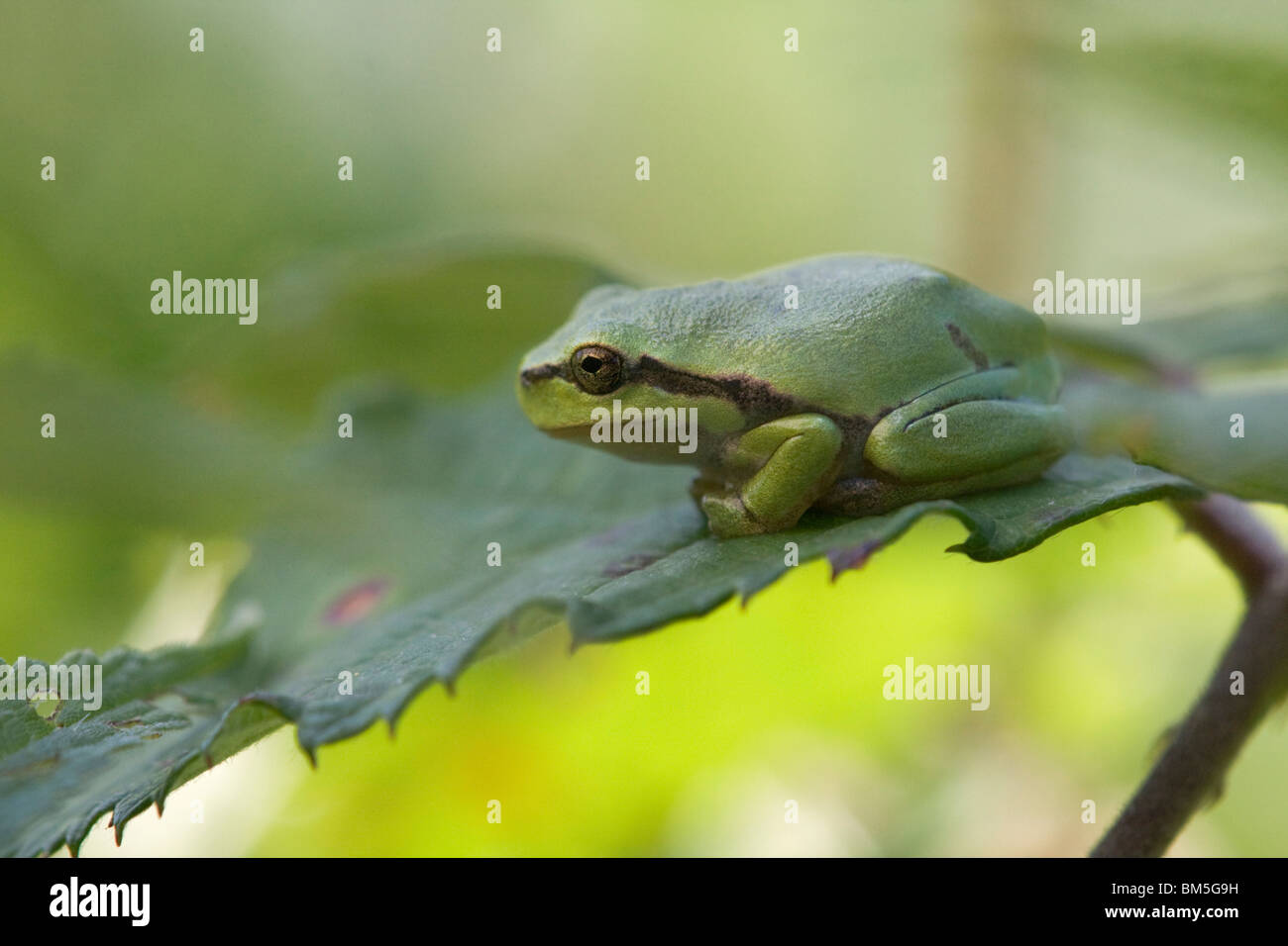 Stripeless tree frogs hi-res stock photography and images - Alamy