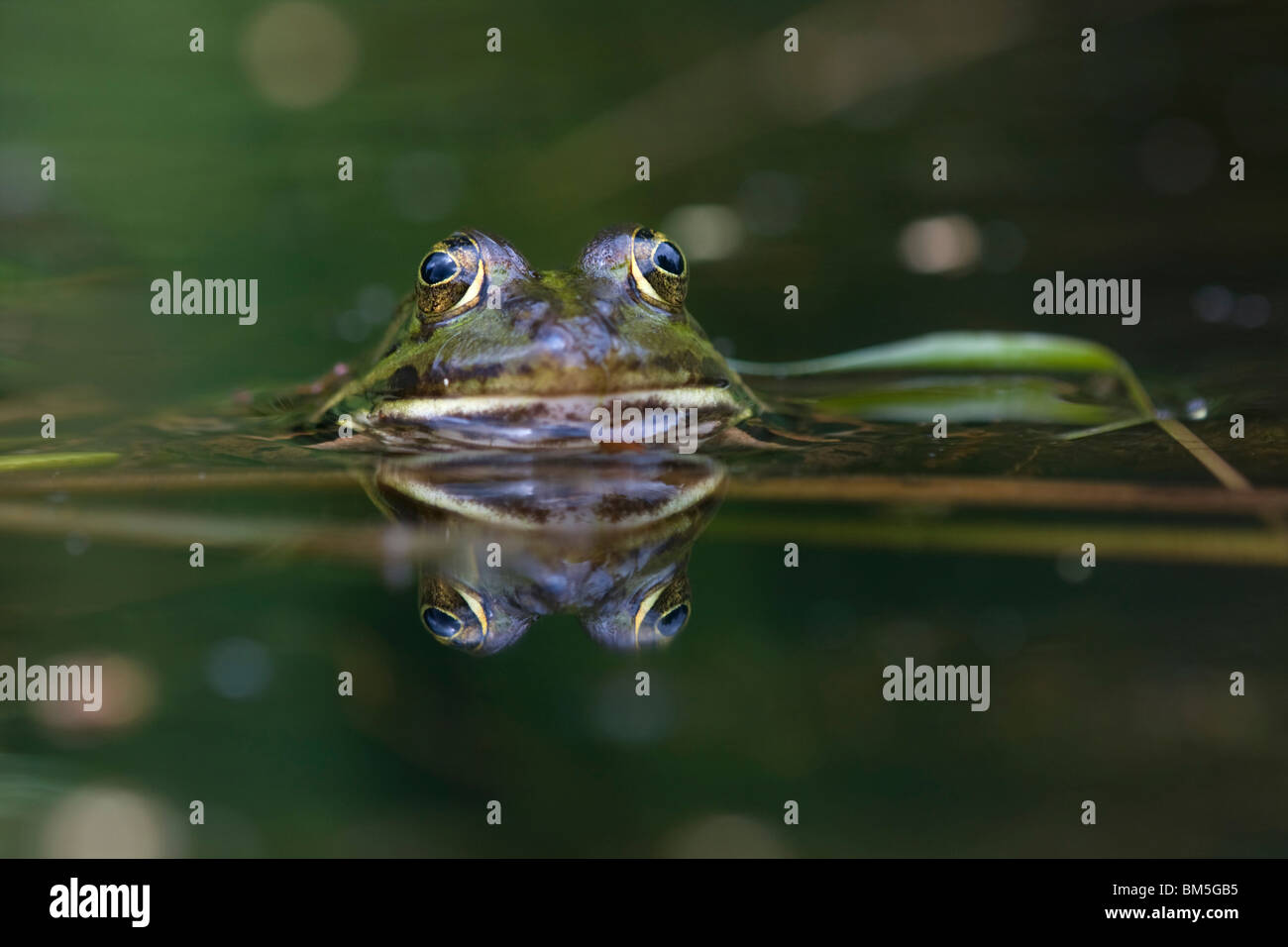 Water Bathing Frog High Resolution Stock Photography and Images - Alamy
