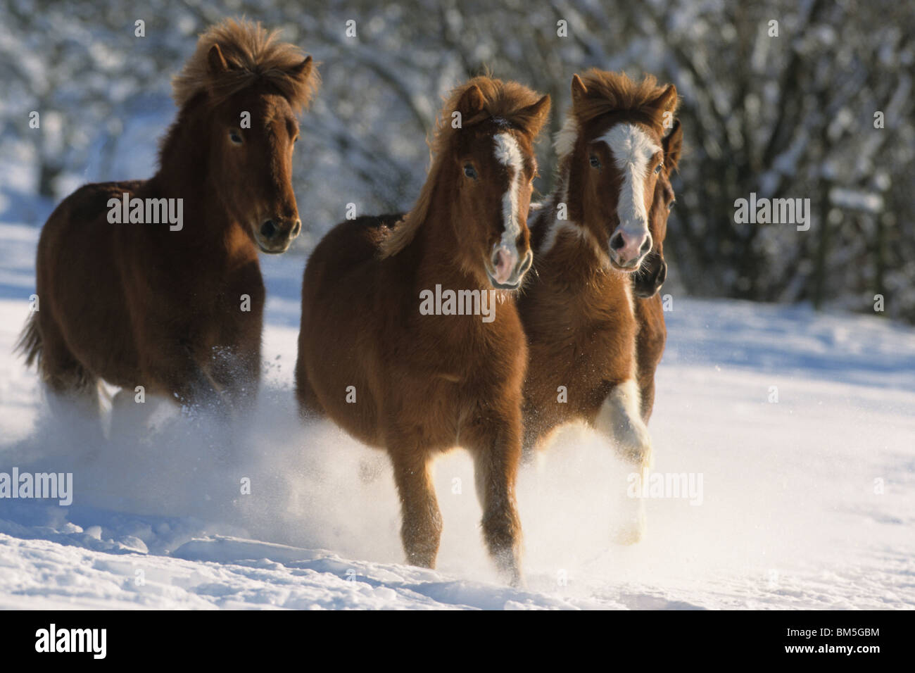 Horse herd galloping hi-res stock photography and images - Alamy