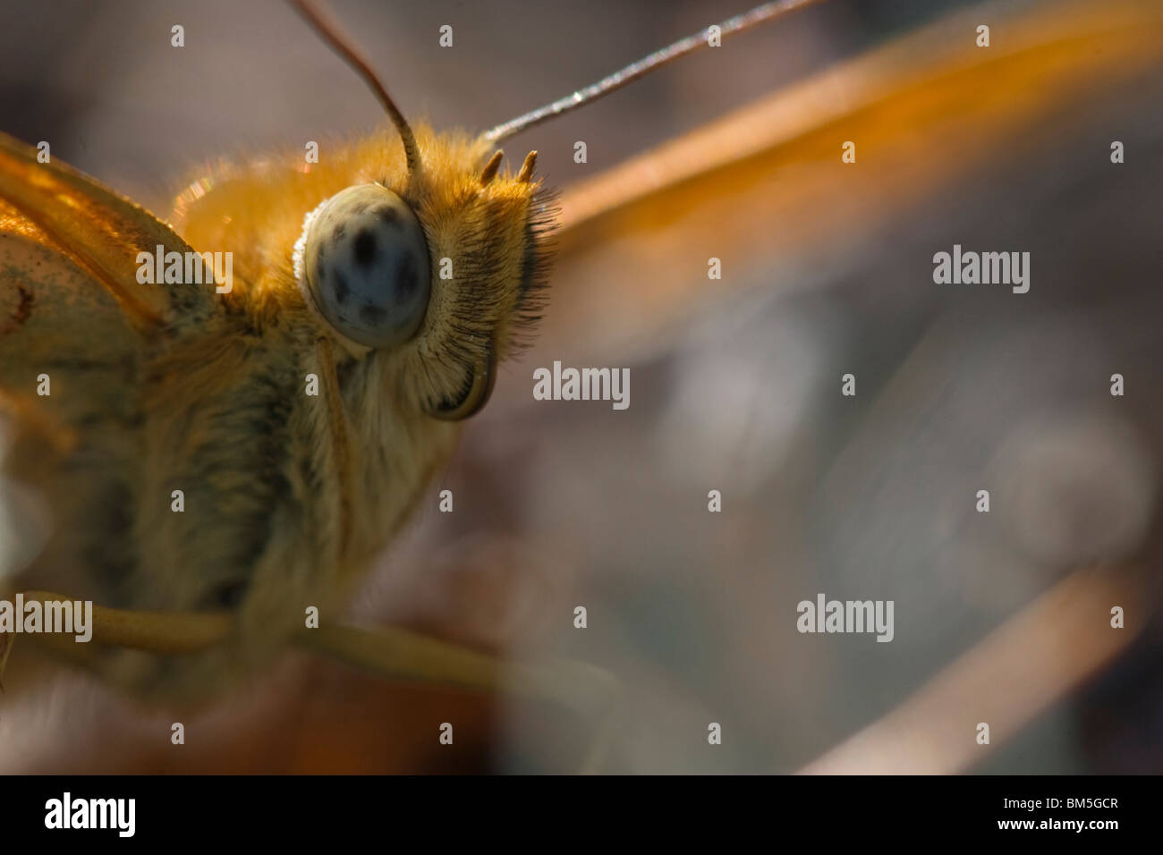 Butterfly portraits hi-res stock photography and images - Alamy
