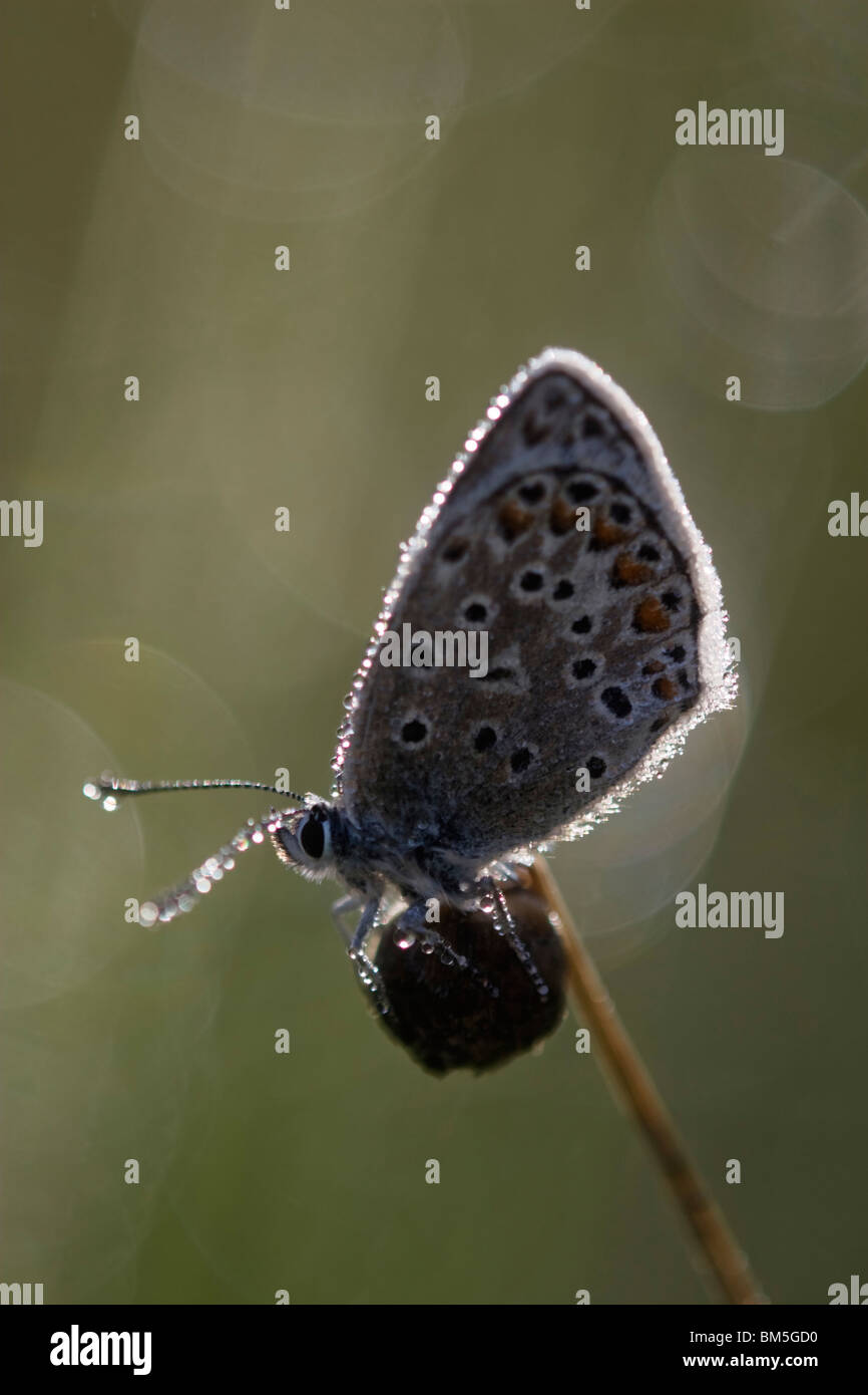 Outdoor pearls and insects hi-res stock photography and images - Alamy