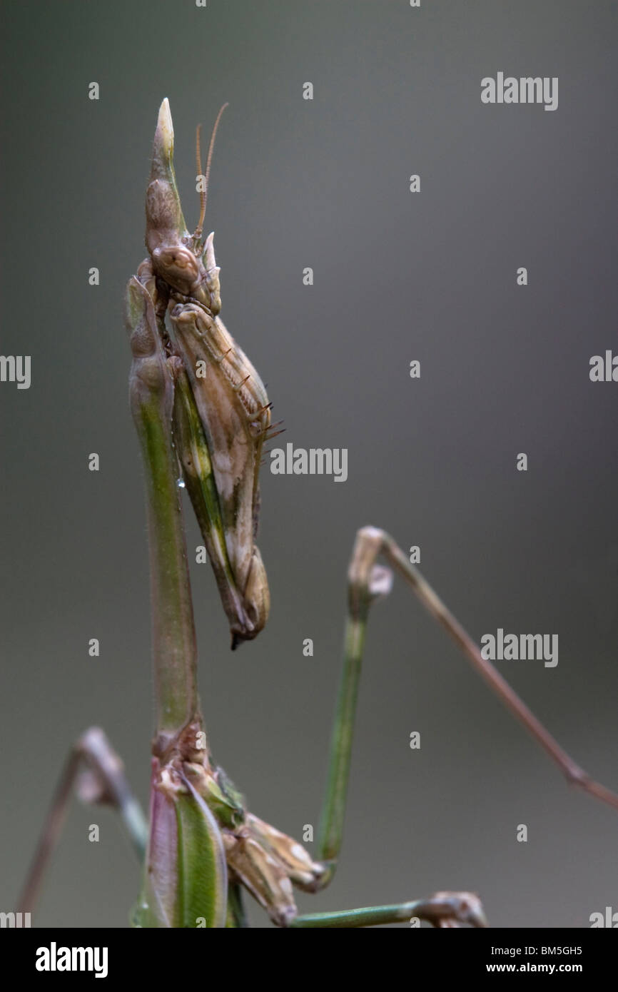 Conehead mantis hi-res stock photography and images - Alamy