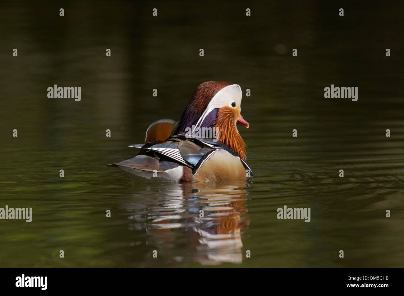 Back view of a duck hi-res stock photography and images - Alamy