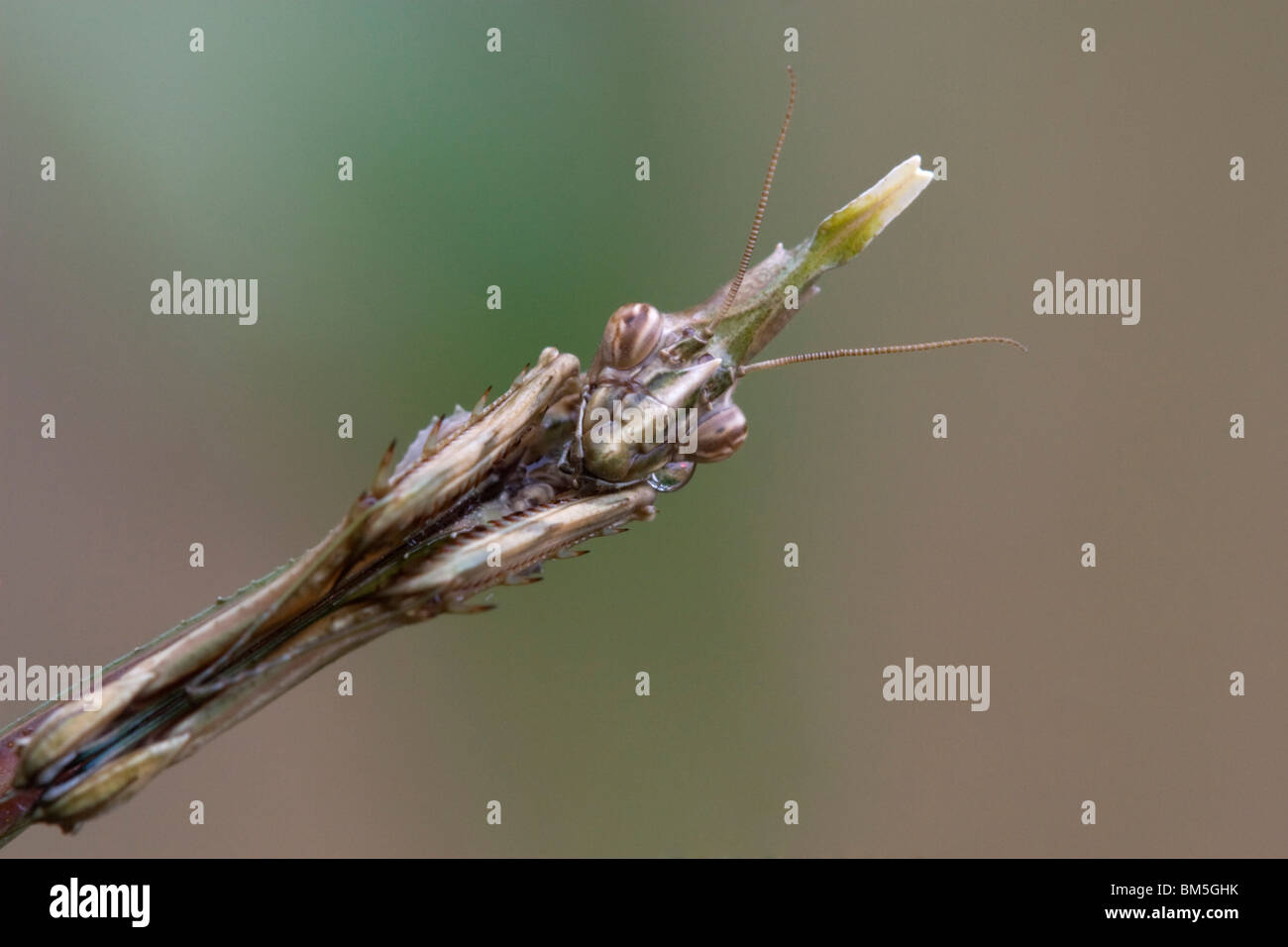 Conehead mantis hi-res stock photography and images - Alamy