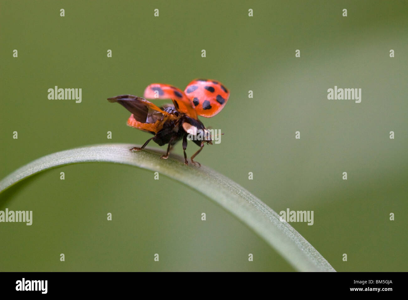 Ladybug side view hi-res stock photography and images - Alamy