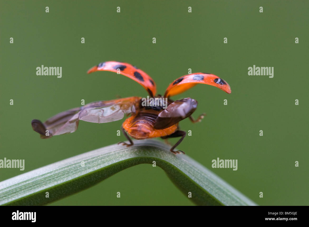 Ladybug wings hi-res stock photography and images - Alamy