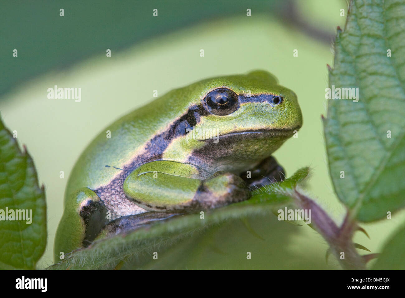 Stripeless tree frog hi-res stock photography and images - Alamy