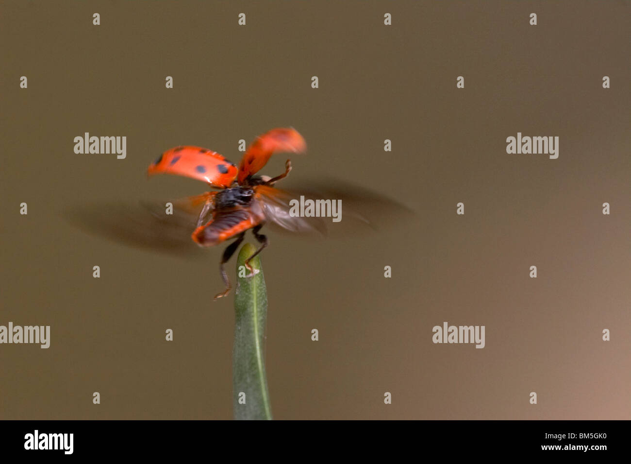 Beating the bug hi-res stock photography and images - Alamy
