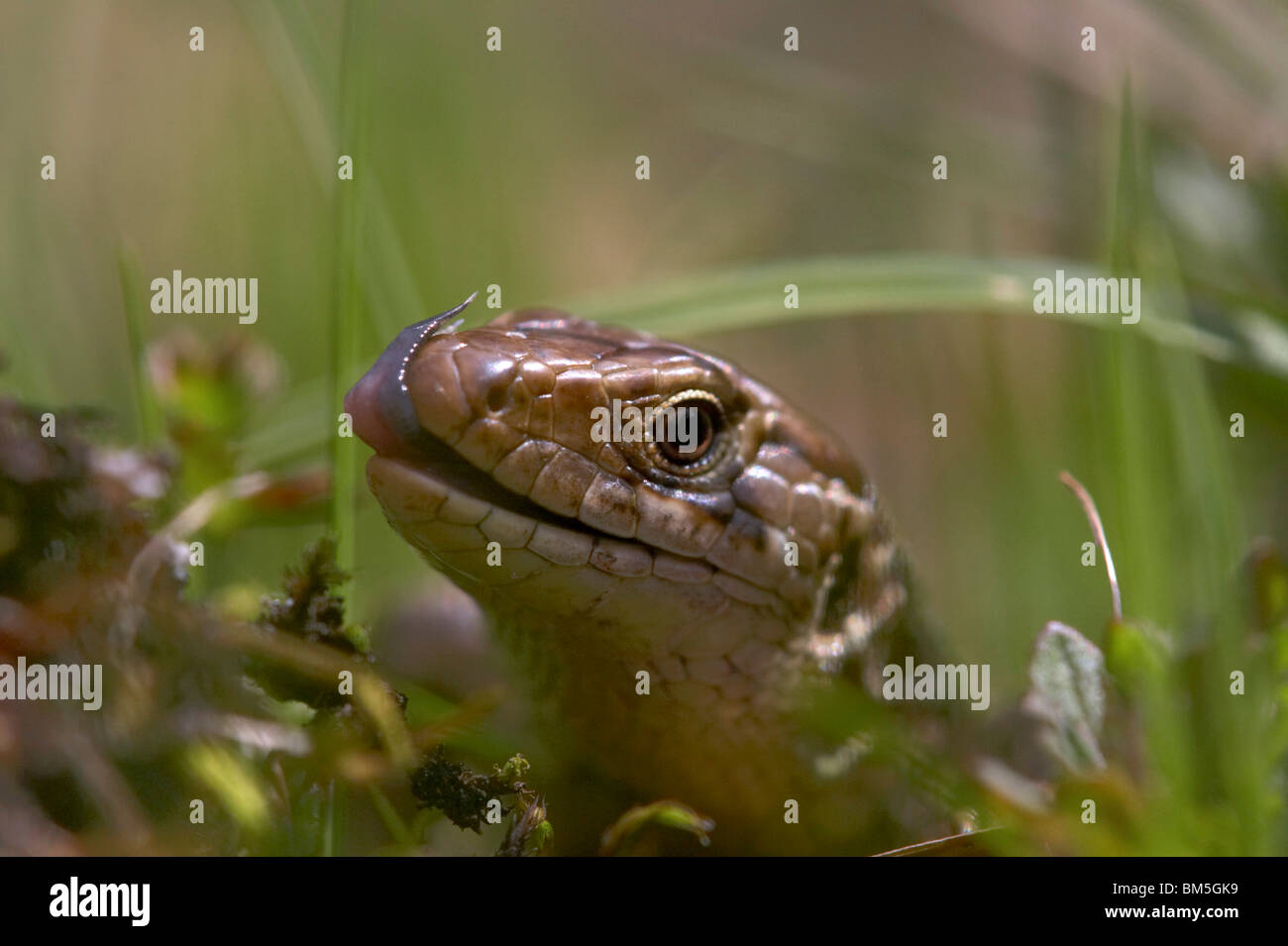 common wall lizard Stock Photo - Alamy