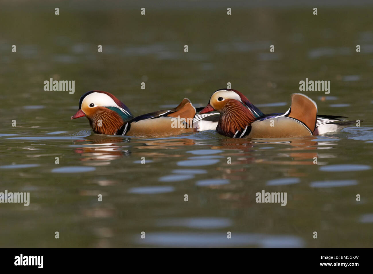 Mandarin duck drakes hi-res stock photography and images - Alamy
