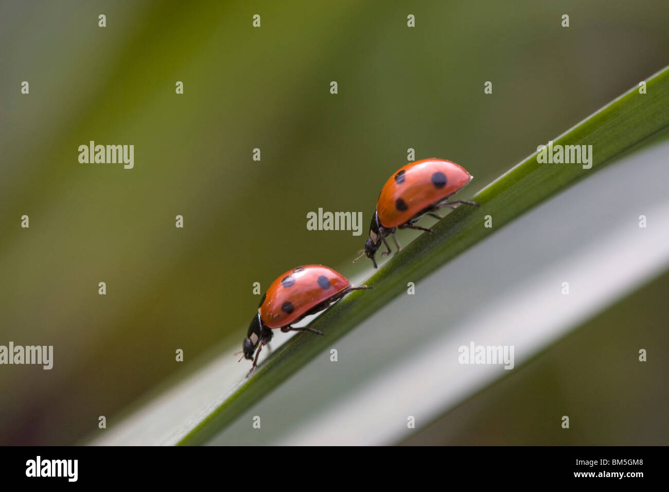 Ladybug side view hi-res stock photography and images - Alamy