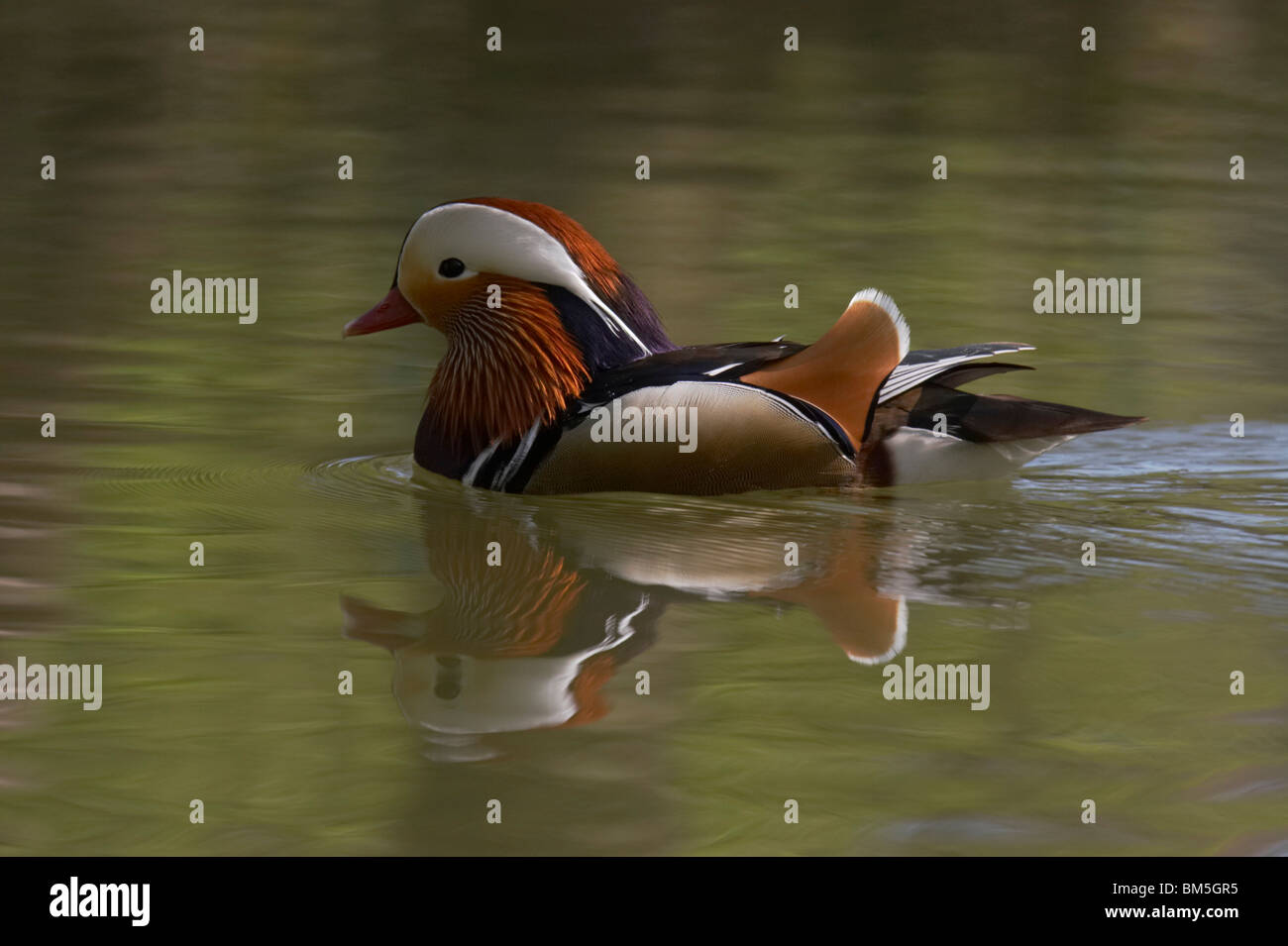 Mandarin duck drakes hi-res stock photography and images - Alamy