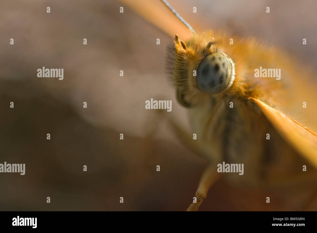 Butterfly portraits hi-res stock photography and images - Alamy