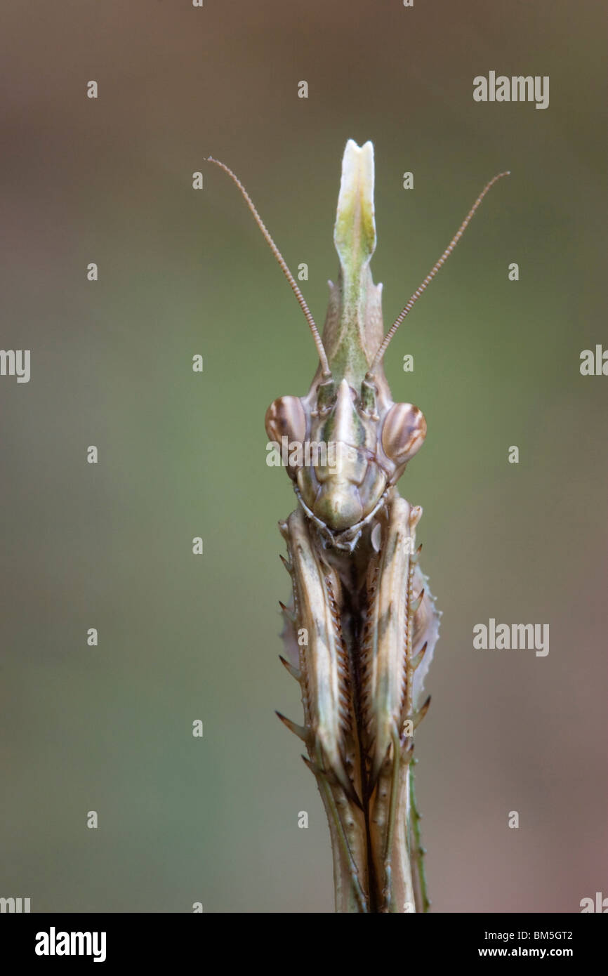 Conehead mantis hi-res stock photography and images - Alamy