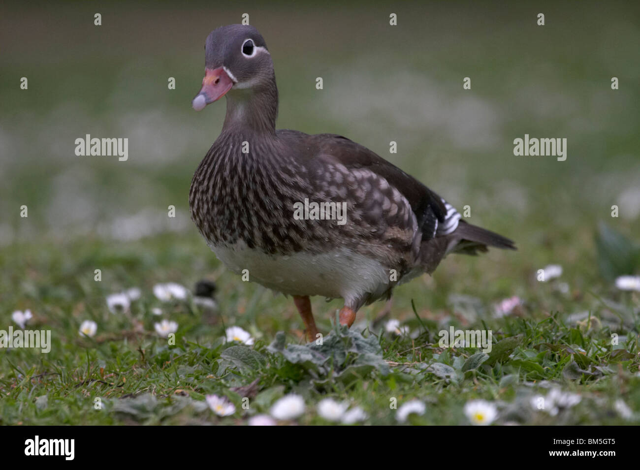 Daisy duck hi-res stock photography and images - Alamy