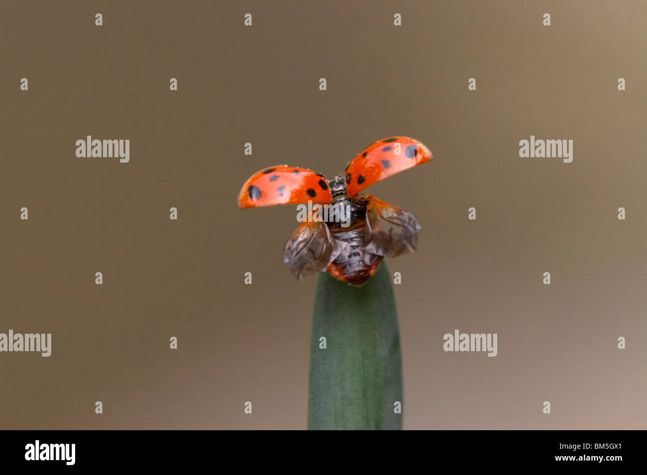 Beating the bug hi-res stock photography and images - Alamy