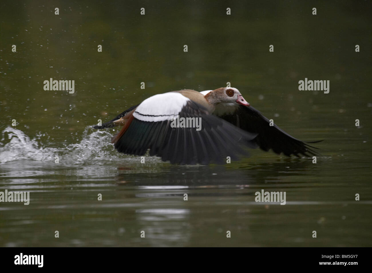 Egyptian goose behavior hi-res stock photography and images - Alamy